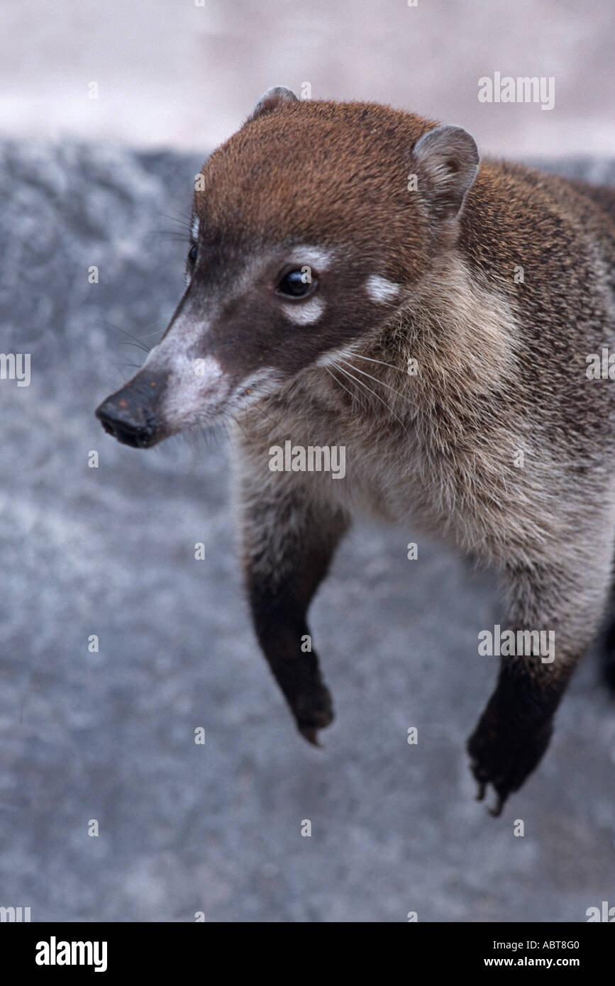 A wild pizote photographed on steps at the ancient Maya site of Temple ...
