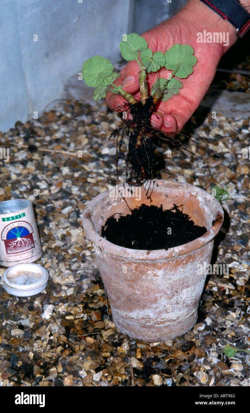 Geranium Cutting With Newly Formed Root In Peat Stock Photo - Alamy