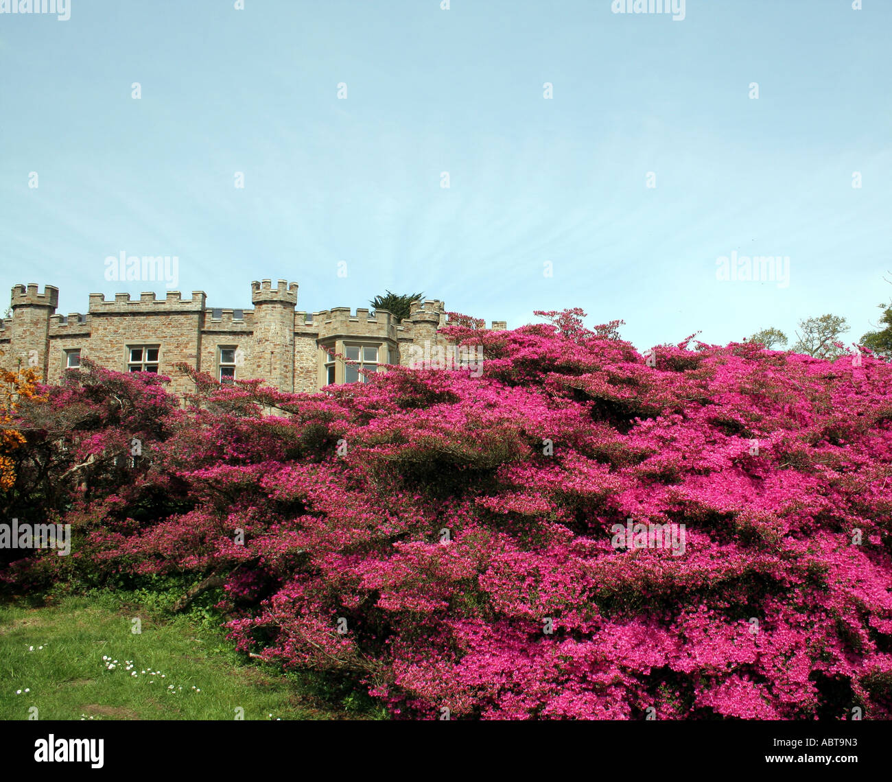 Clyne garden hi-res stock photography and images - Alamy