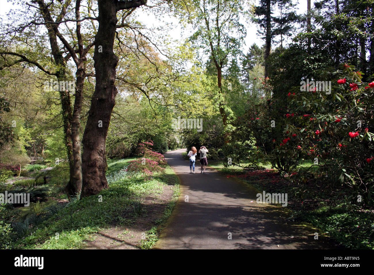 Clyne garden hi-res stock photography and images - Alamy