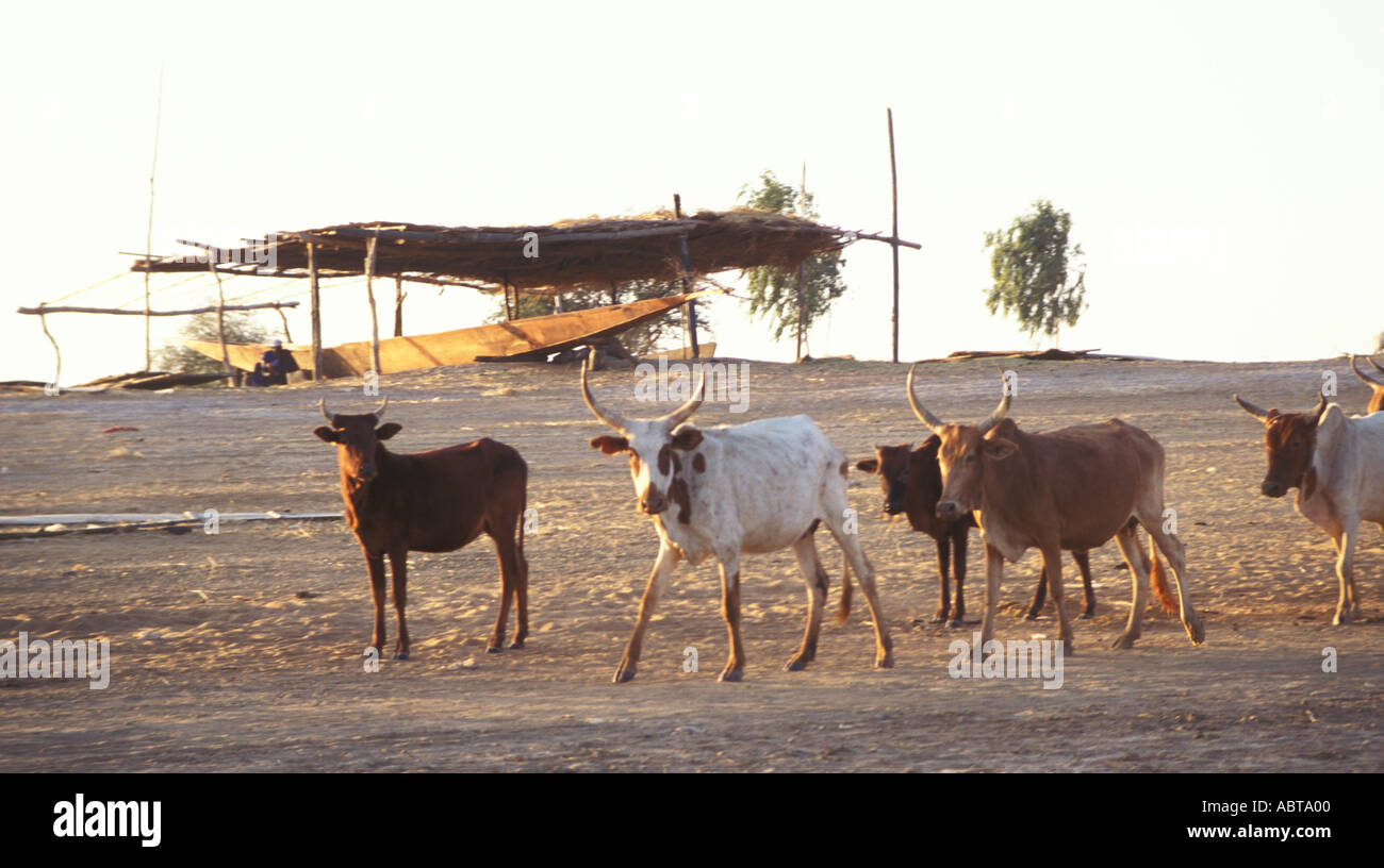 Cattle herd sahel hi-res stock photography and images - Alamy