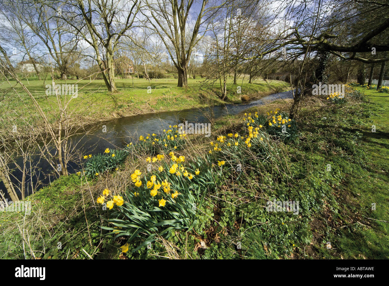 dafodills on the banks of the river alne alcester warwickshire Stock ...