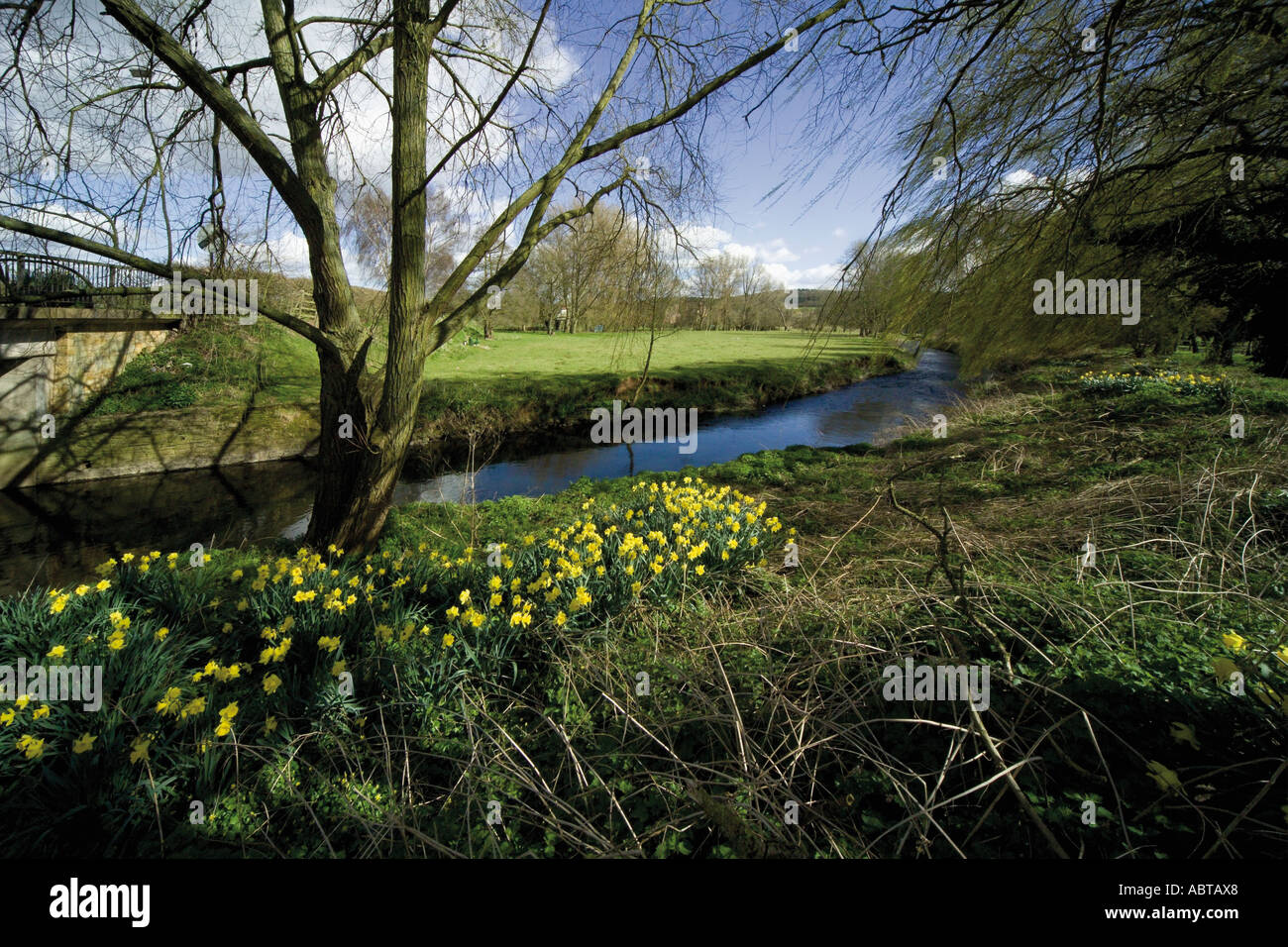 dafodills on the banks of the river alne alcester warwickshire Stock ...