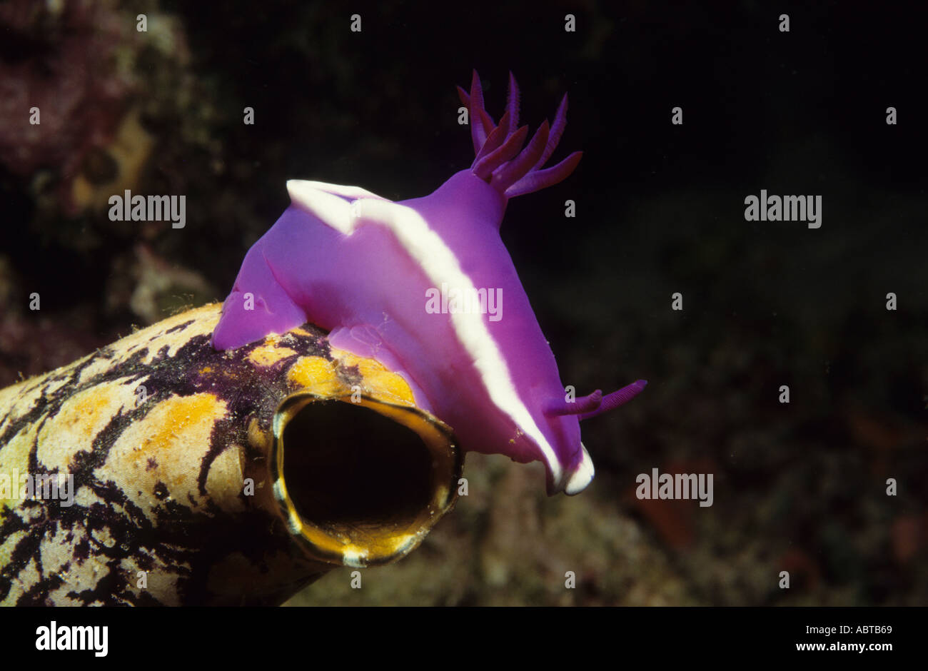 Hypselodoris bullocki nudibranch feeding on Polycarpa aurata Sea Squirt ...