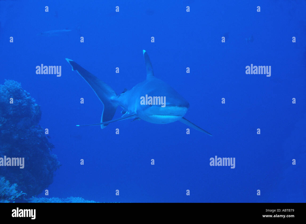 Silvertip Shark Carcharhinus albimarginatus Remora Echeneis naucrates ...