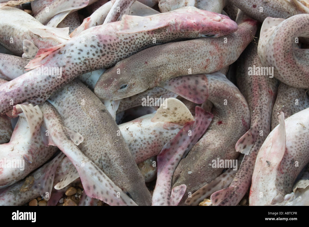 Discarded Dog Fish on the Beach at Hythe in Kent Stock Photo - Alamy