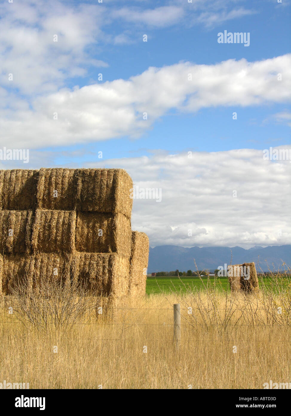 Agriculture Hay Bales Stock Photo - Alamy