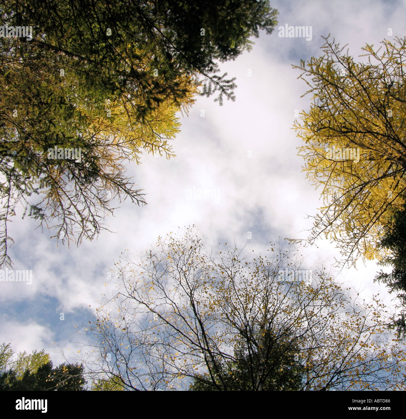 Autumn Trees Looking Up Stock Photo - Alamy