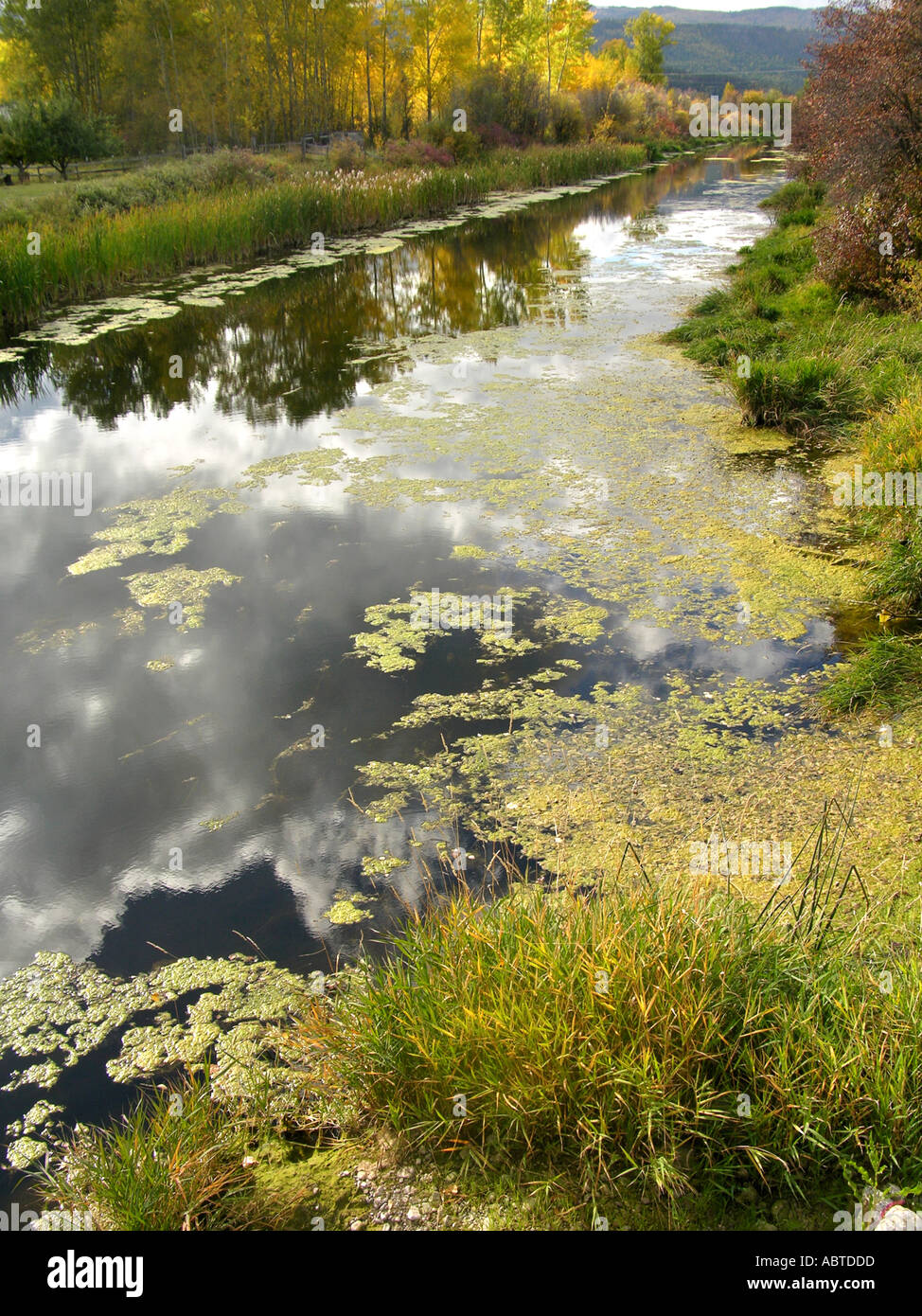 Autumn trees reflected in still water Stock Photo - Alamy