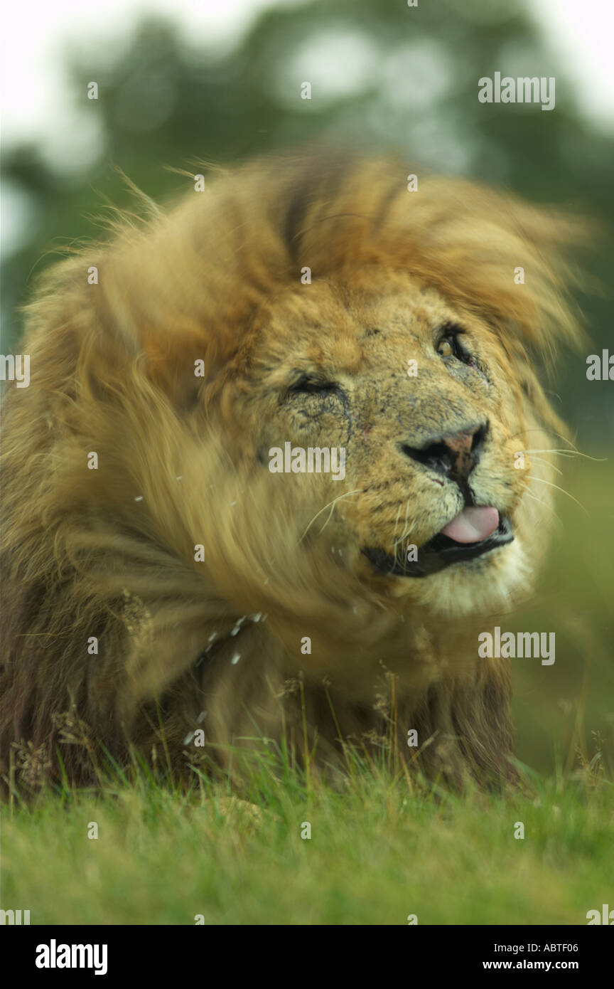 Lion Panthera leo shaking head Stock Photo - Alamy