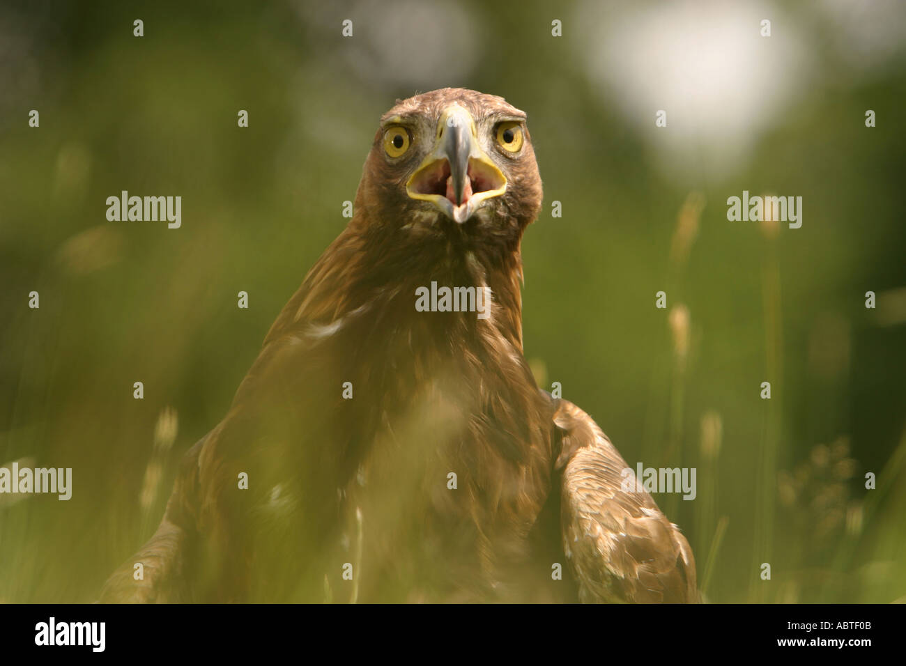 Golden Eagle In Grass - captive Stock Photo - Alamy
