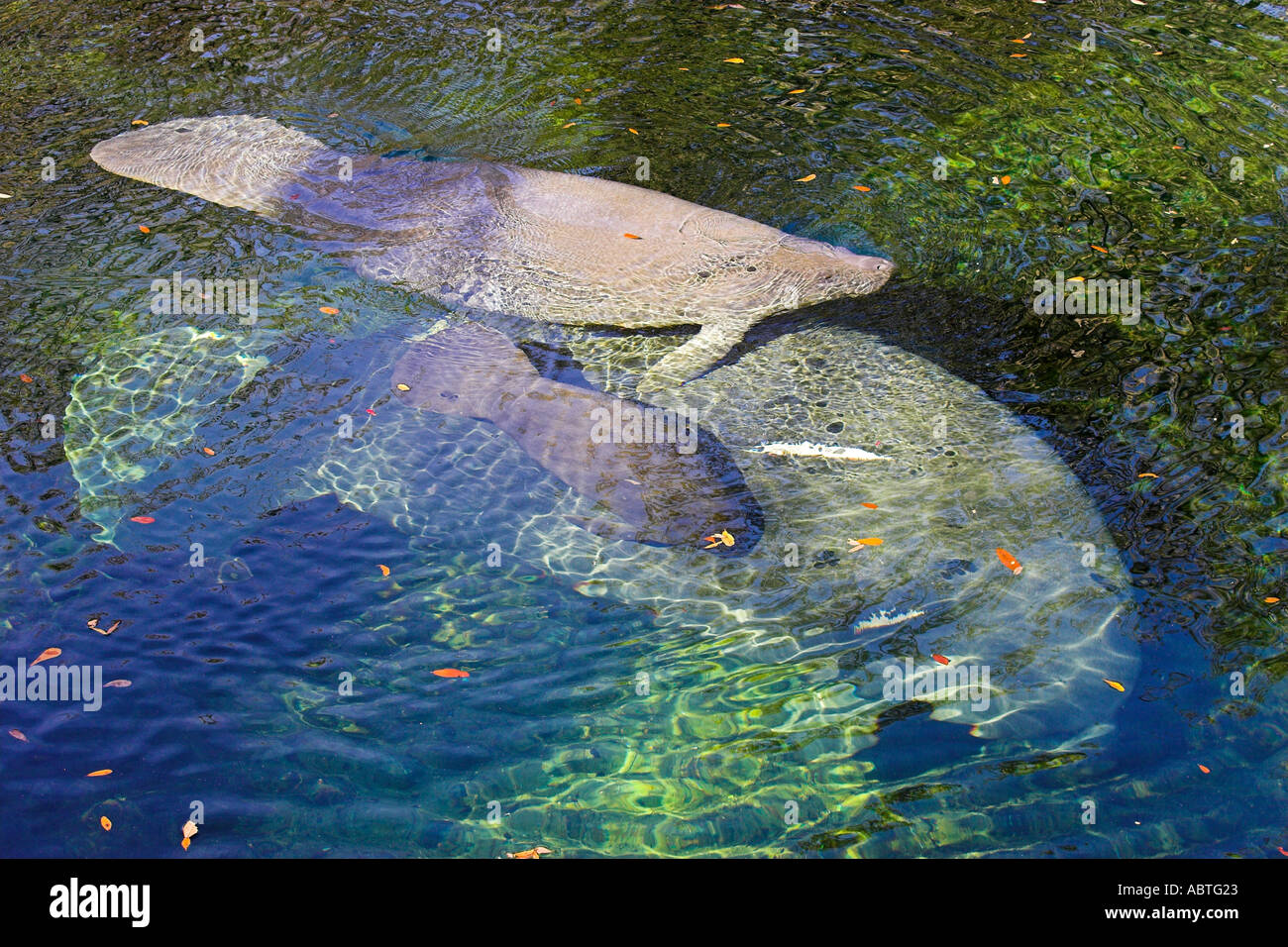 West indian manatee in Central Florida during winter Stock Photo - Alamy