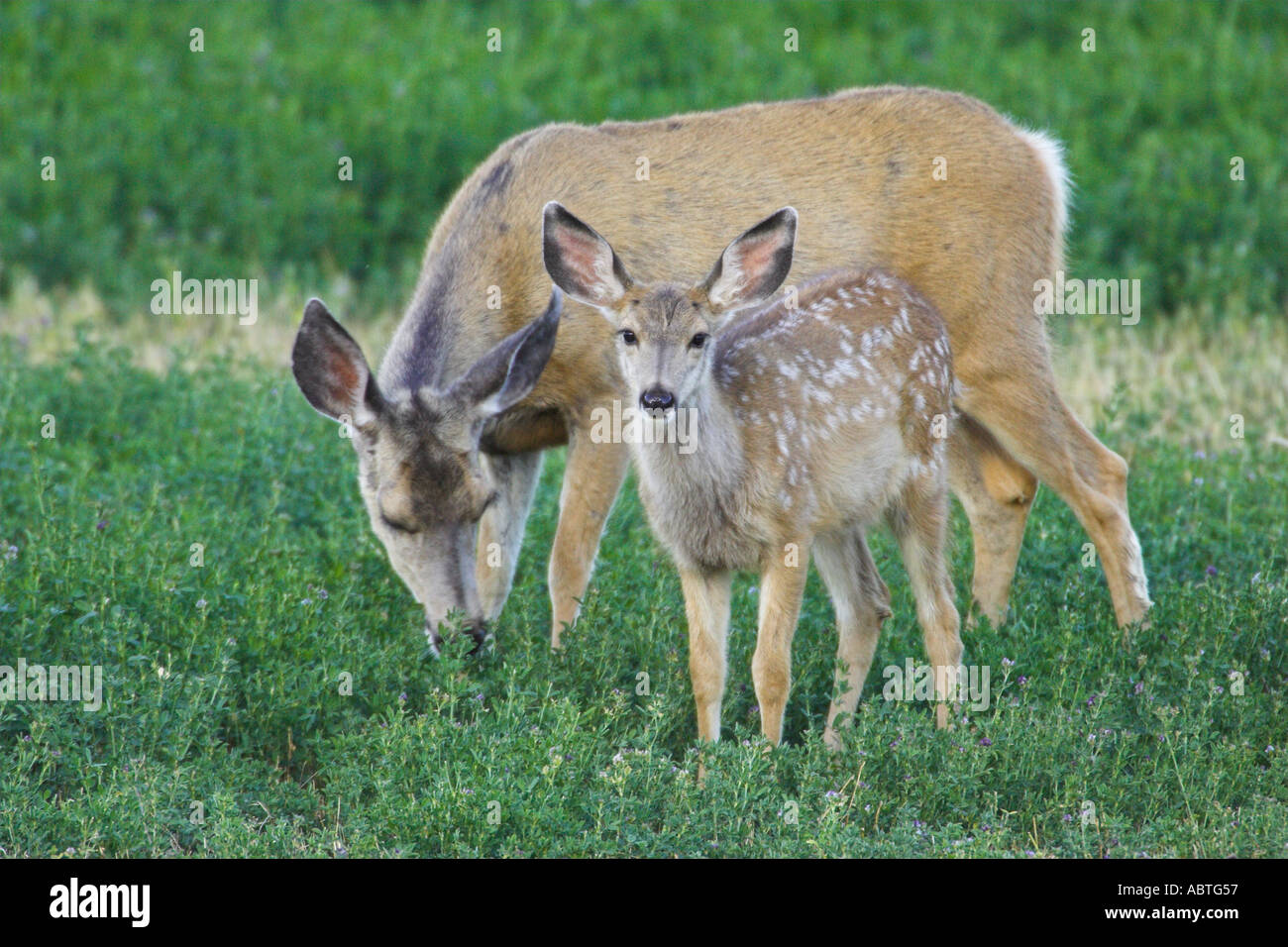 Mule Deer Doe Pictures