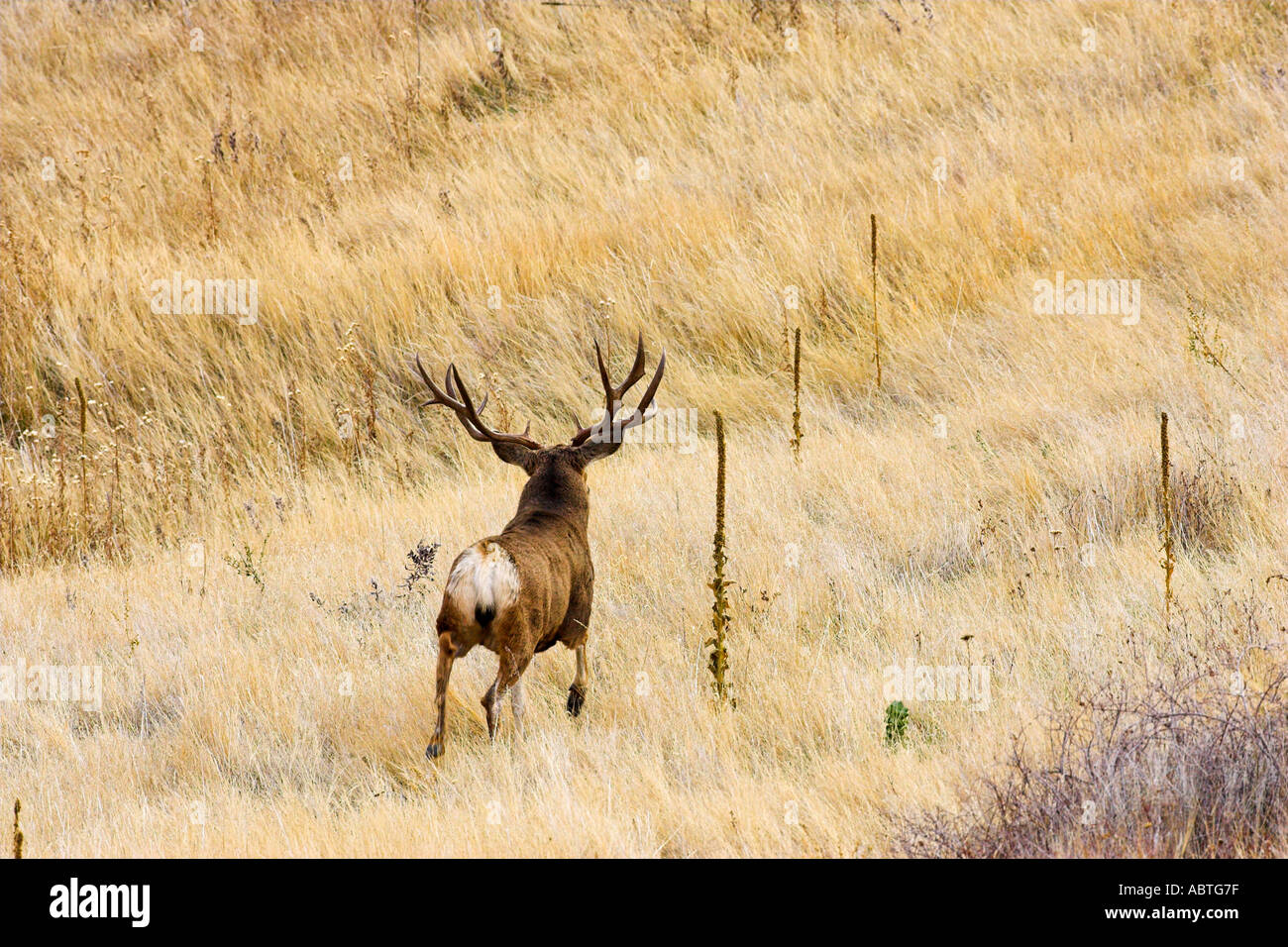 Mule deer buck Stock Photo - Alamy
