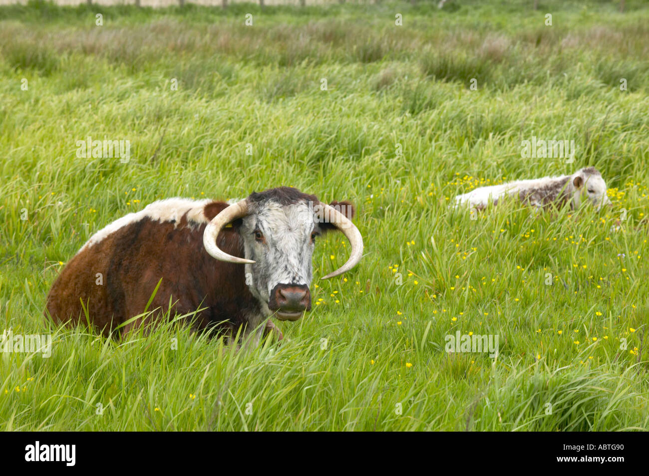 Old english longhorn cattle hi-res stock photography and images - Alamy