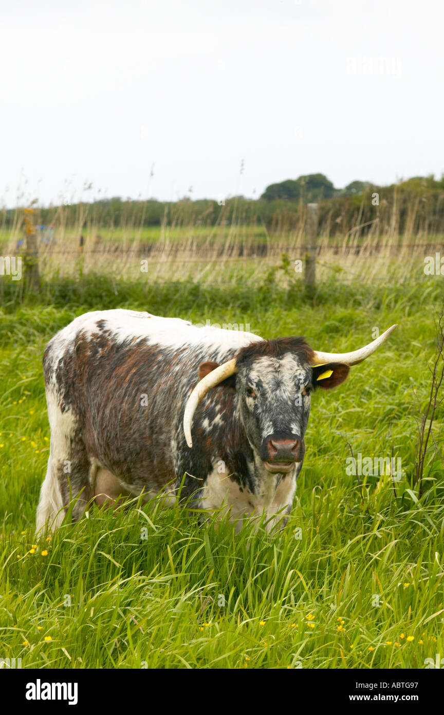 Old english longhorn cow hi-res stock photography and images - Alamy