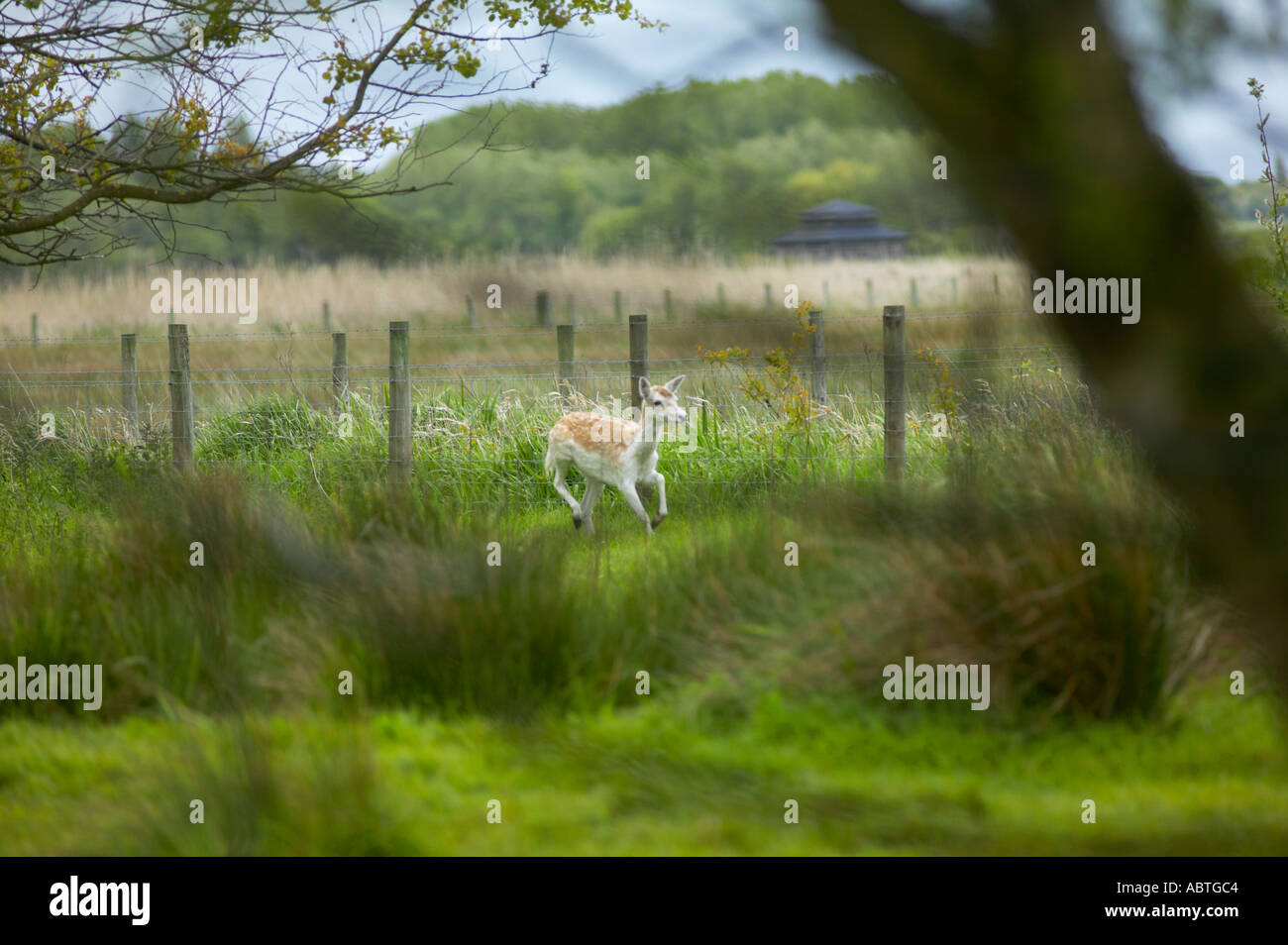 Fallow Deer at Martin Mere reserve Stock Photo - Alamy