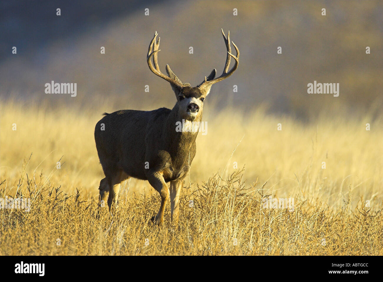 Mule deer buck Stock Photo - Alamy