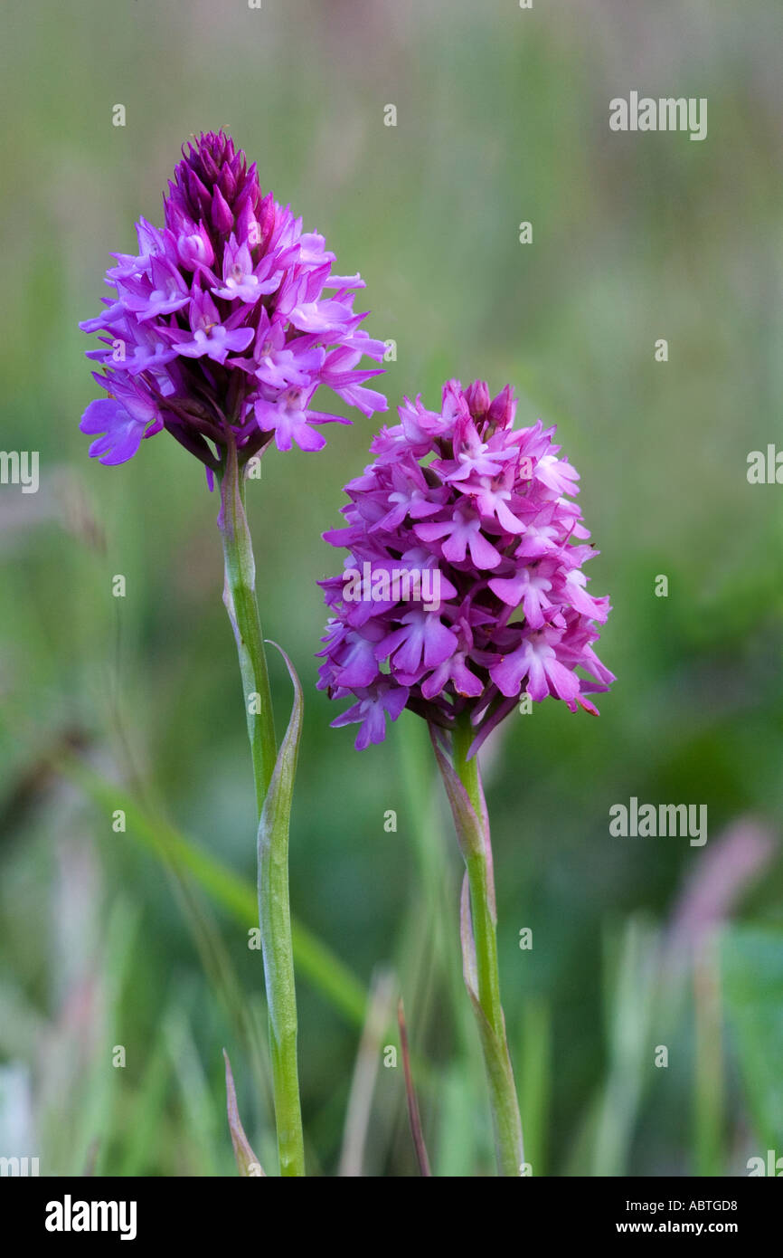 Pyramidal heads hi-res stock photography and images - Alamy