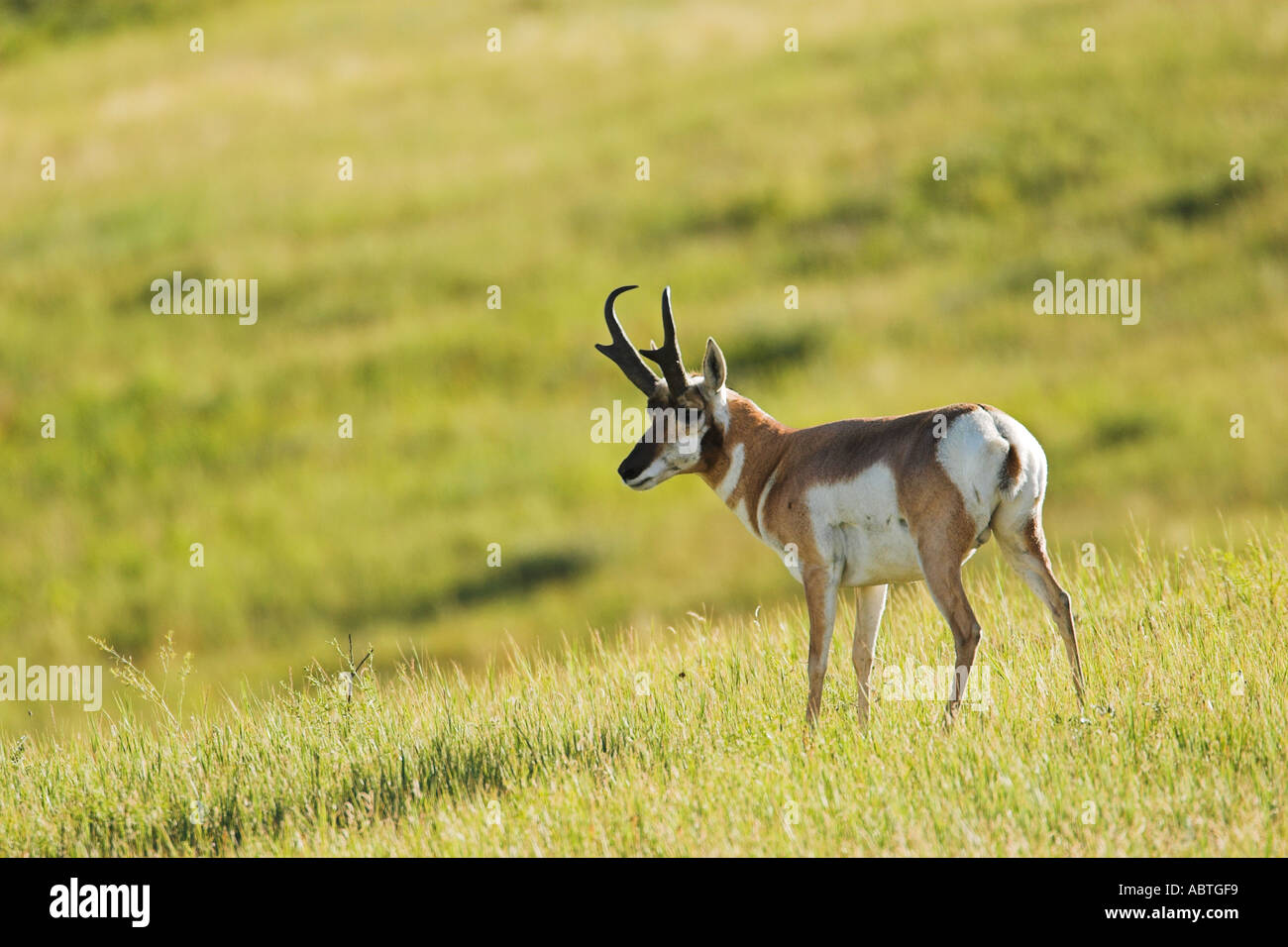 Pronghorn antelope buck Stock Photo - Alamy