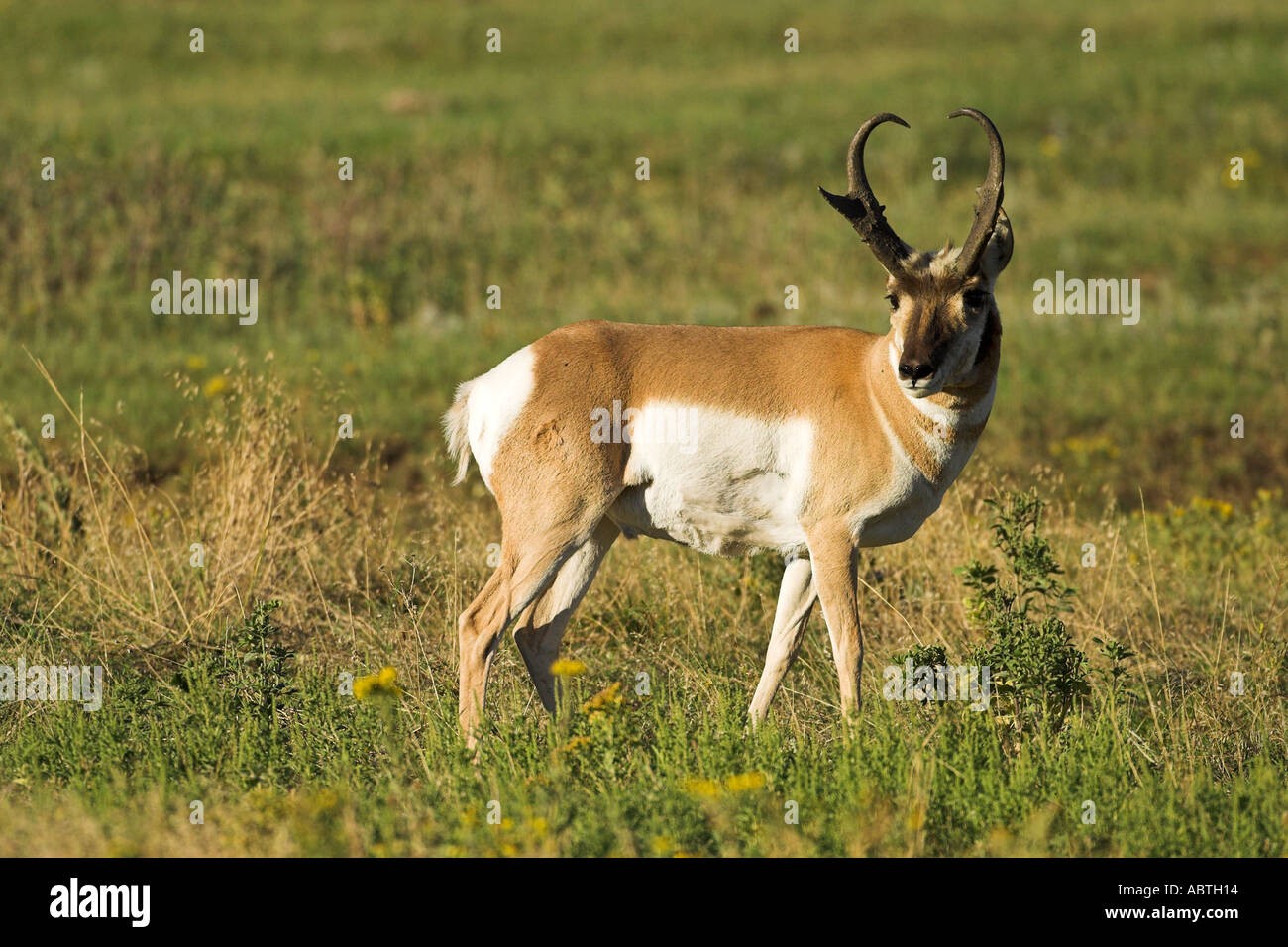 Pronghorn antelope buck Stock Photo - Alamy