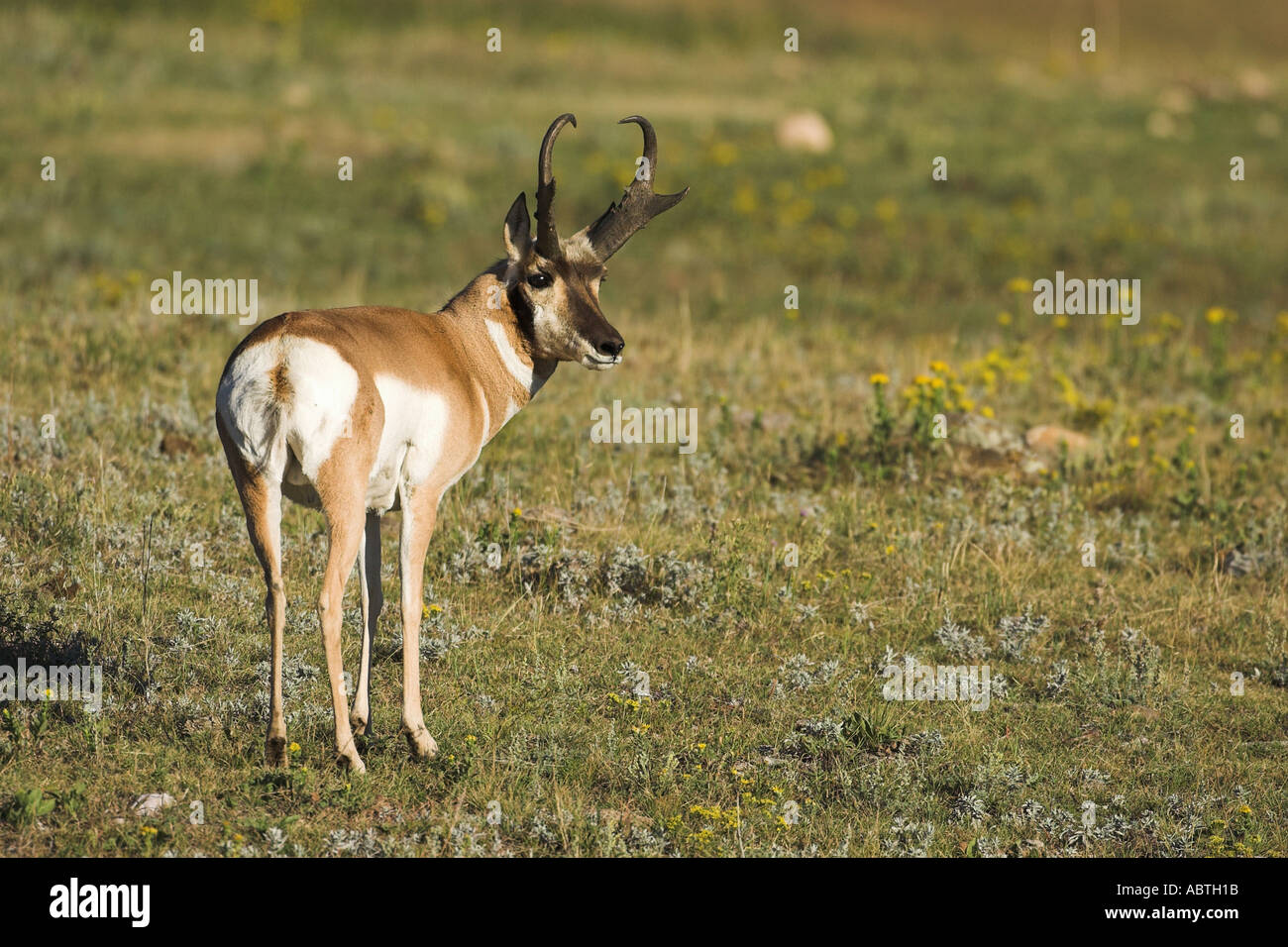 Pronghorn antelope buck Stock Photo - Alamy