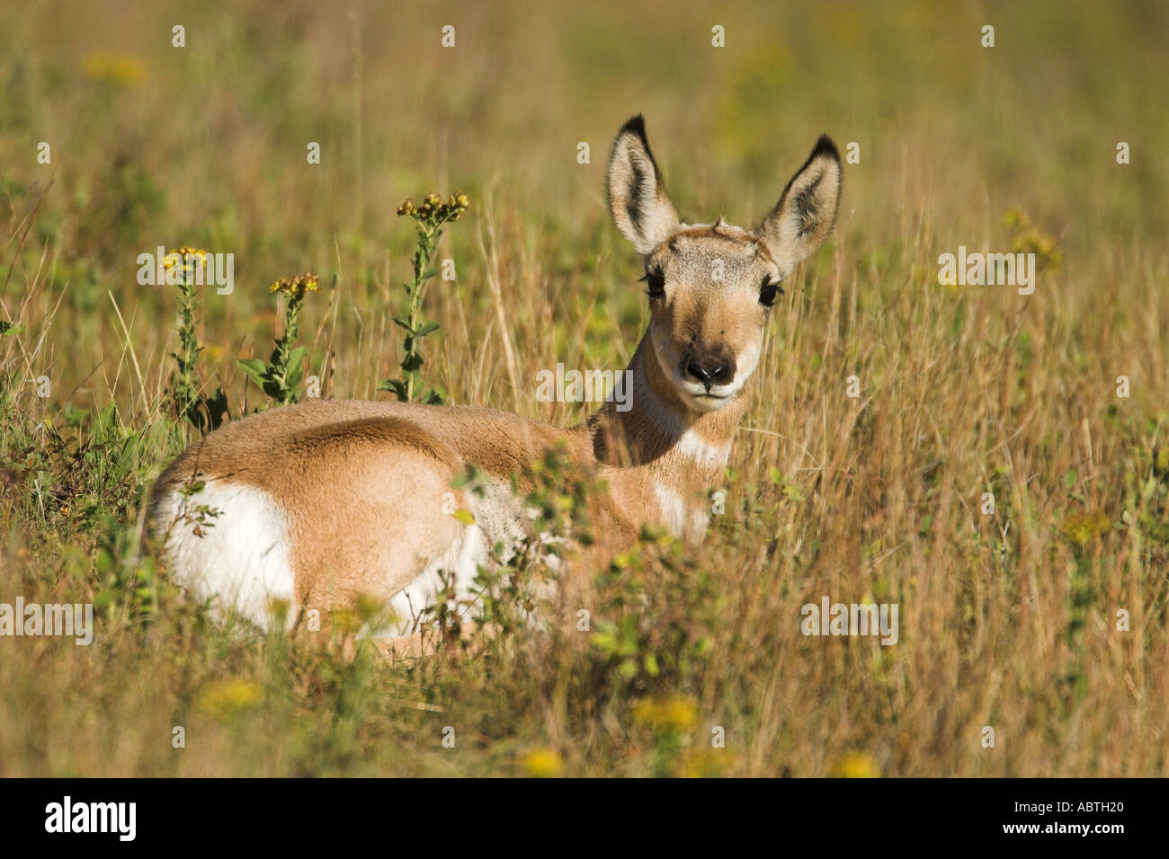 Pronghorn antelope fawn Stock Photo - Alamy