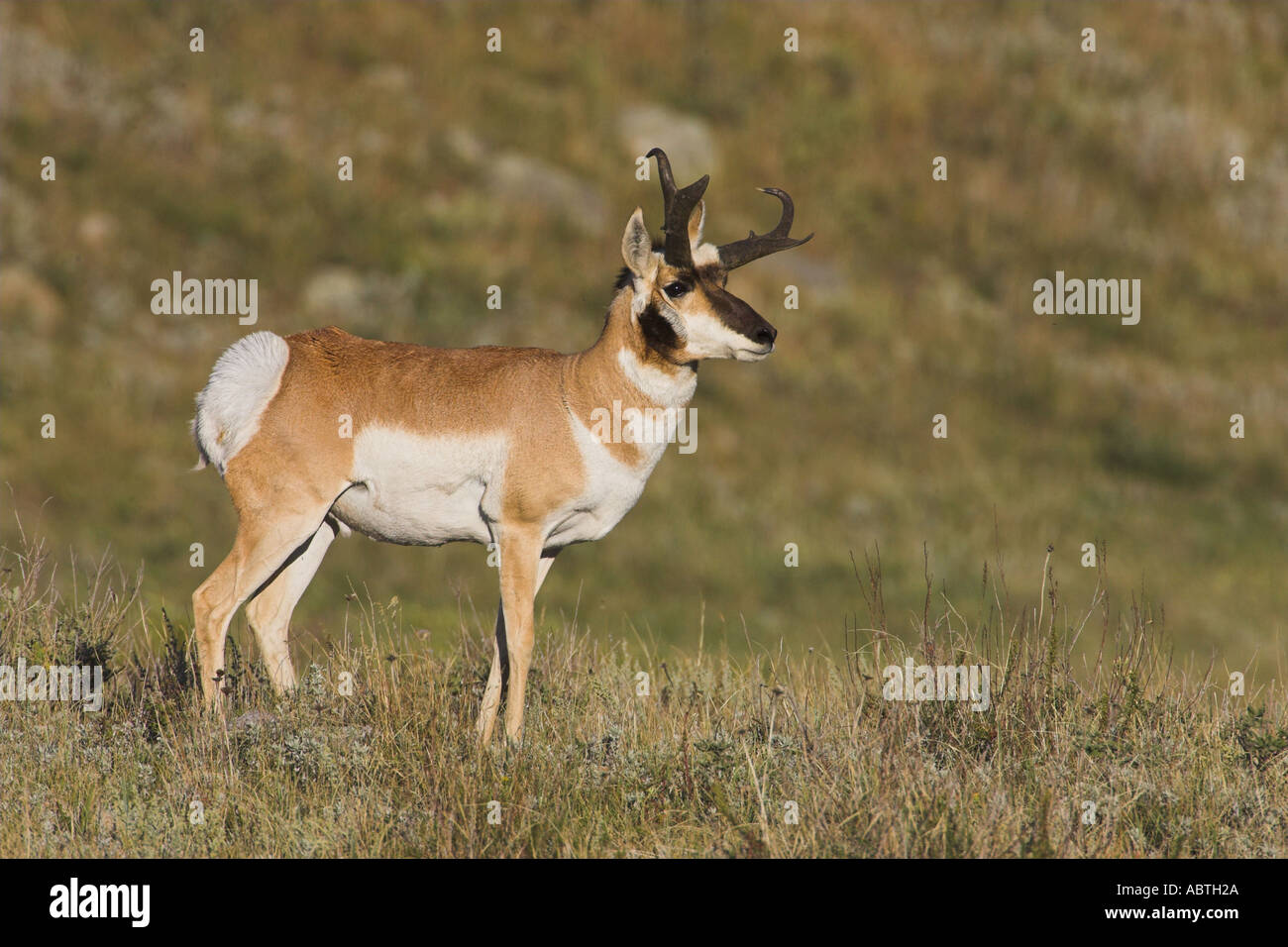 Pronghorn antelope buck Stock Photo - Alamy