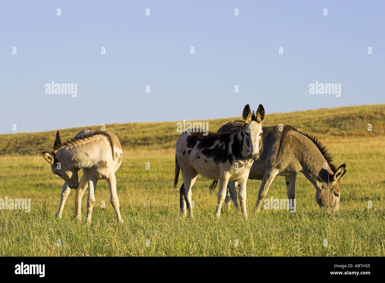 Feral burros hi-res stock photography and images - Alamy