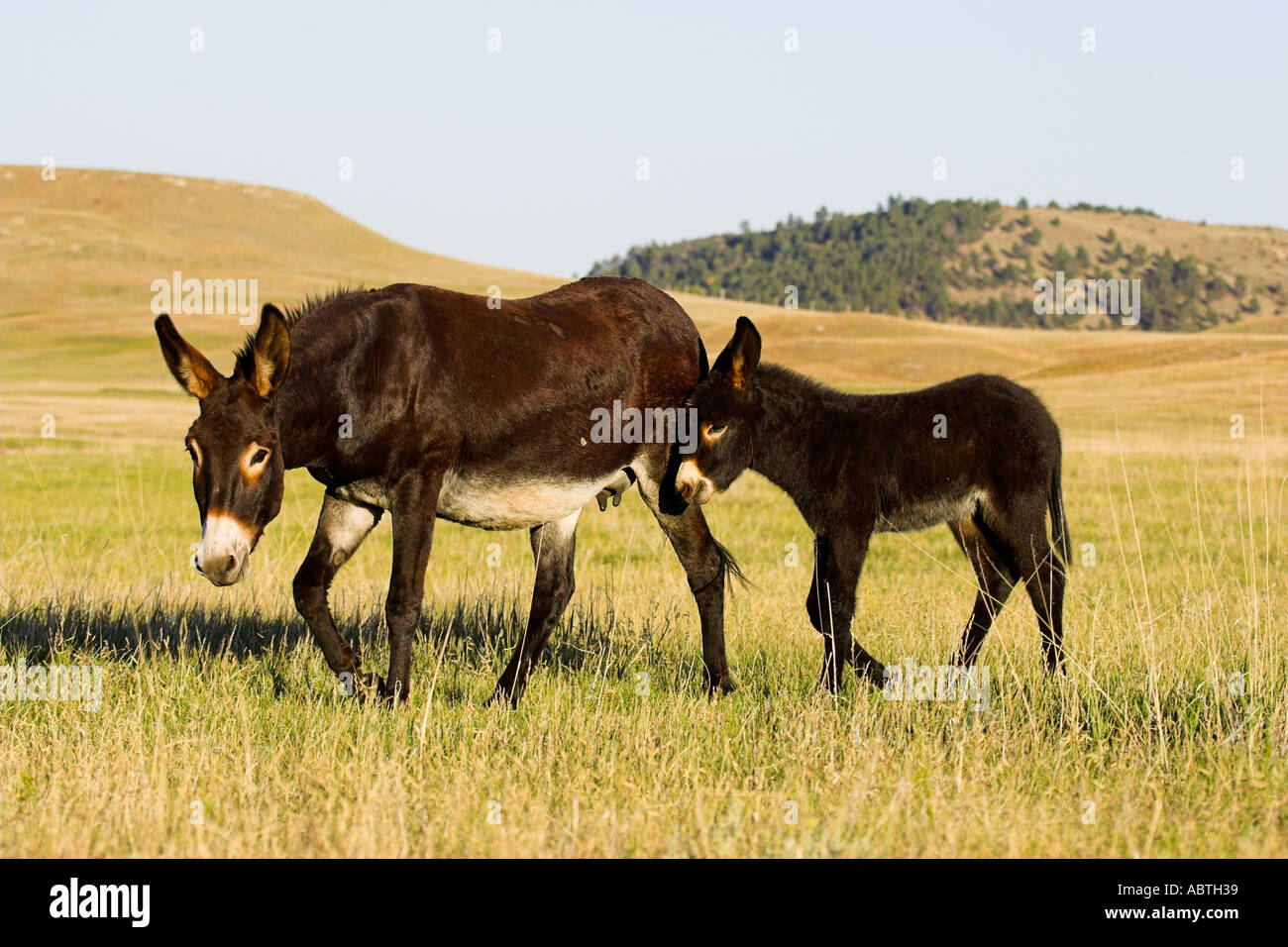 Feral burro hi-res stock photography and images - Alamy