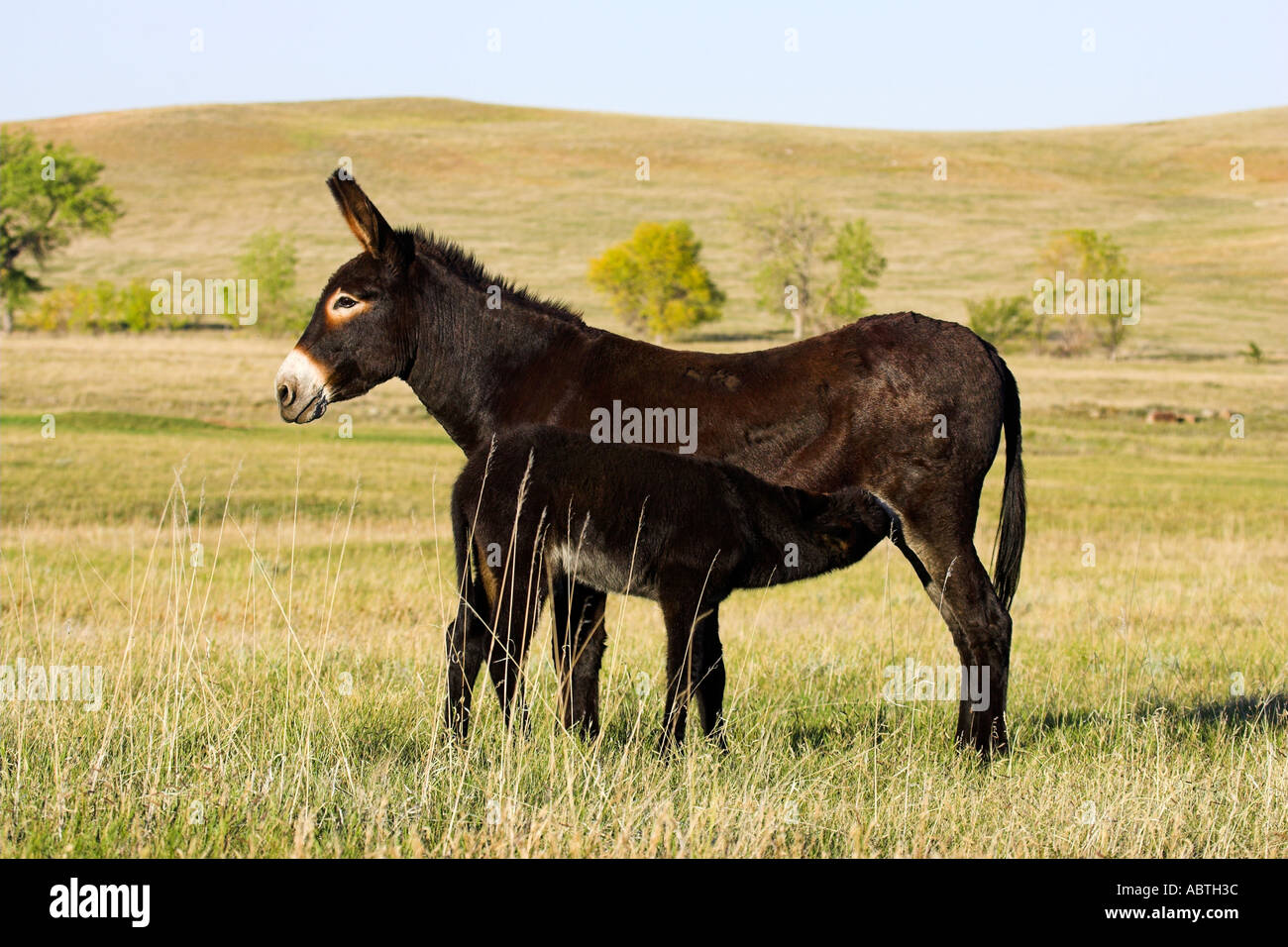 Feral Burros High Resolution Stock Photography and Images - Alamy