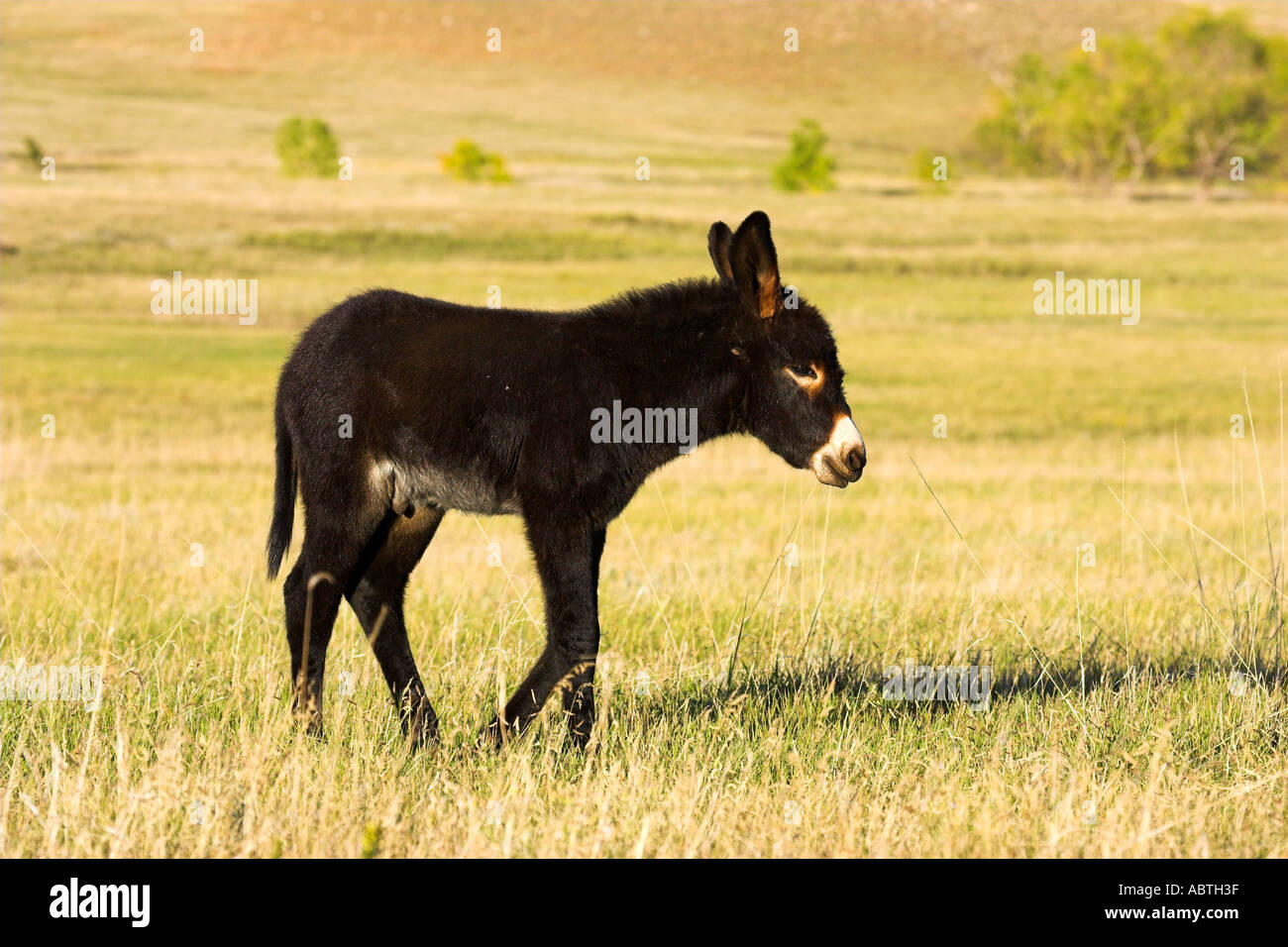 Feral Burros High Resolution Stock Photography and Images - Alamy