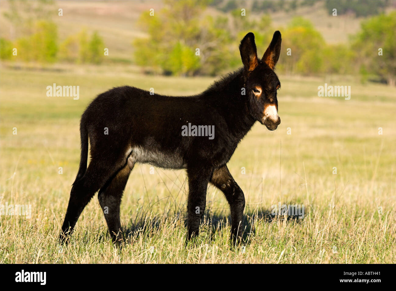 Feral burros hi-res stock photography and images - Alamy