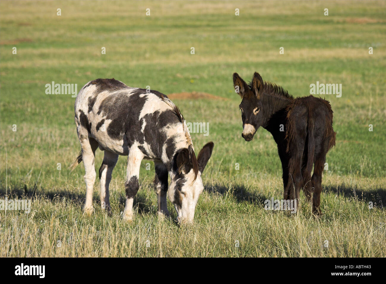 Feral burros hi-res stock photography and images - Alamy