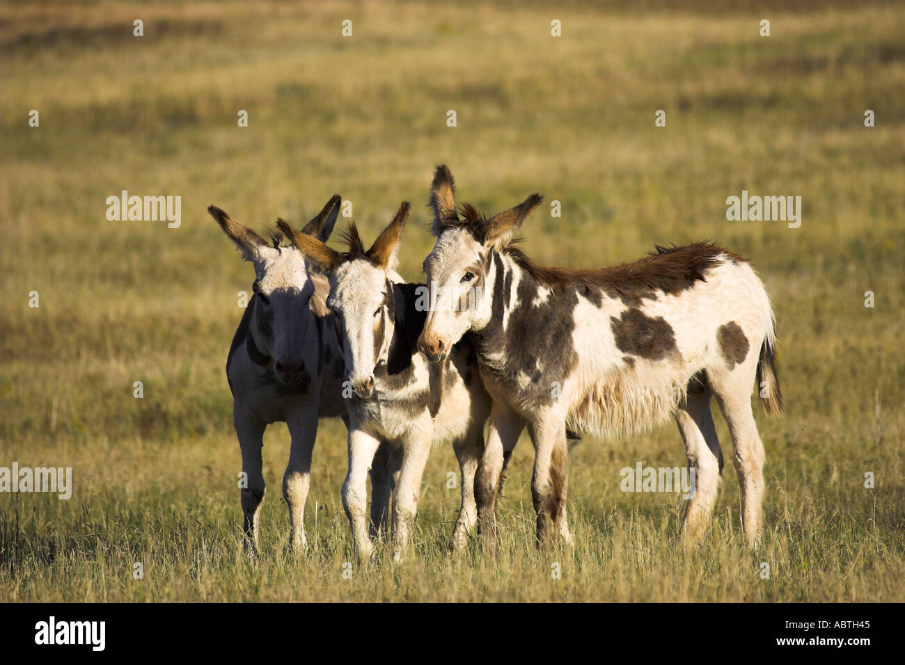 Feral burros hi-res stock photography and images - Alamy