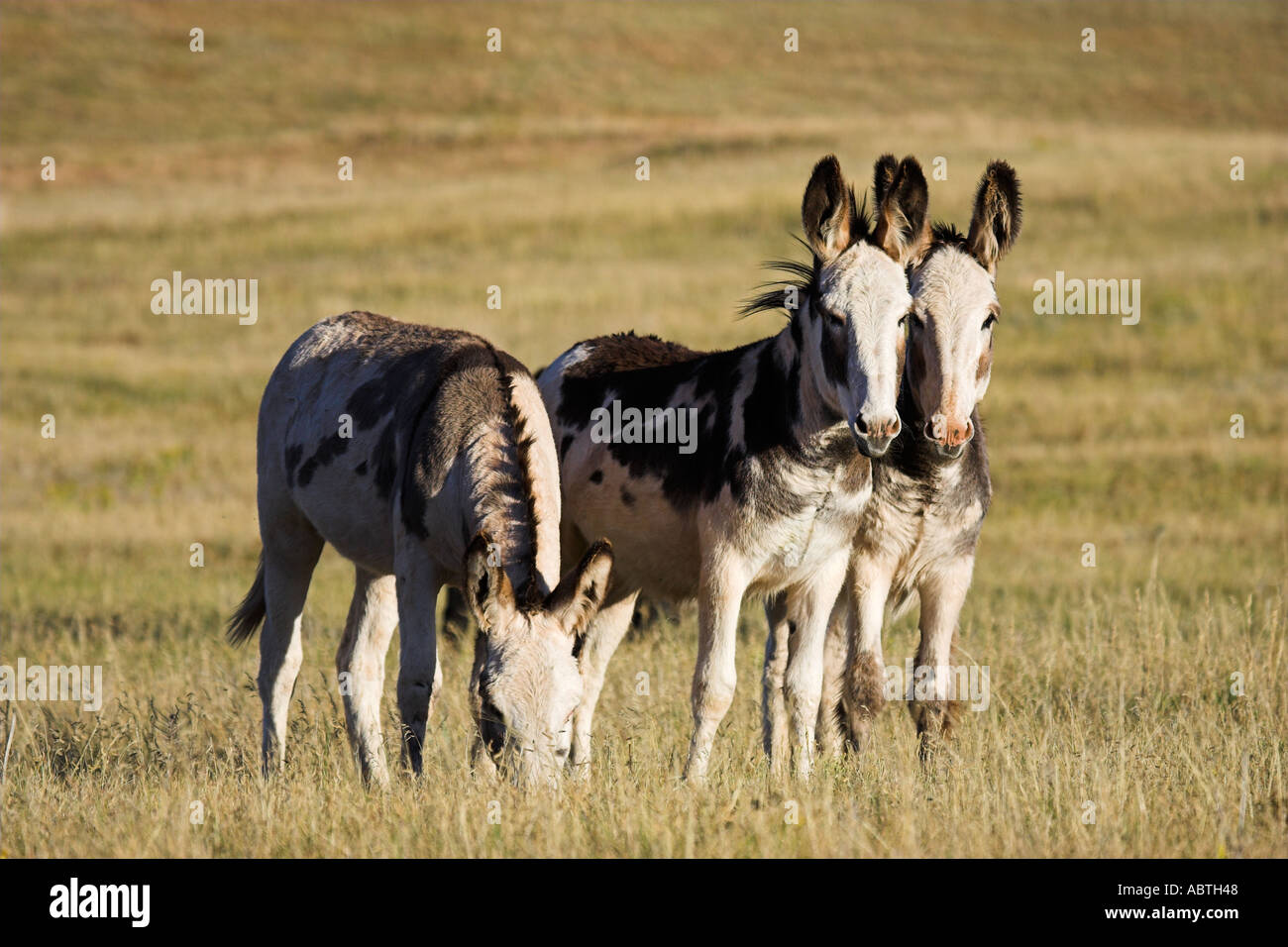 Wild burros donkeys hi-res stock photography and images - Alamy