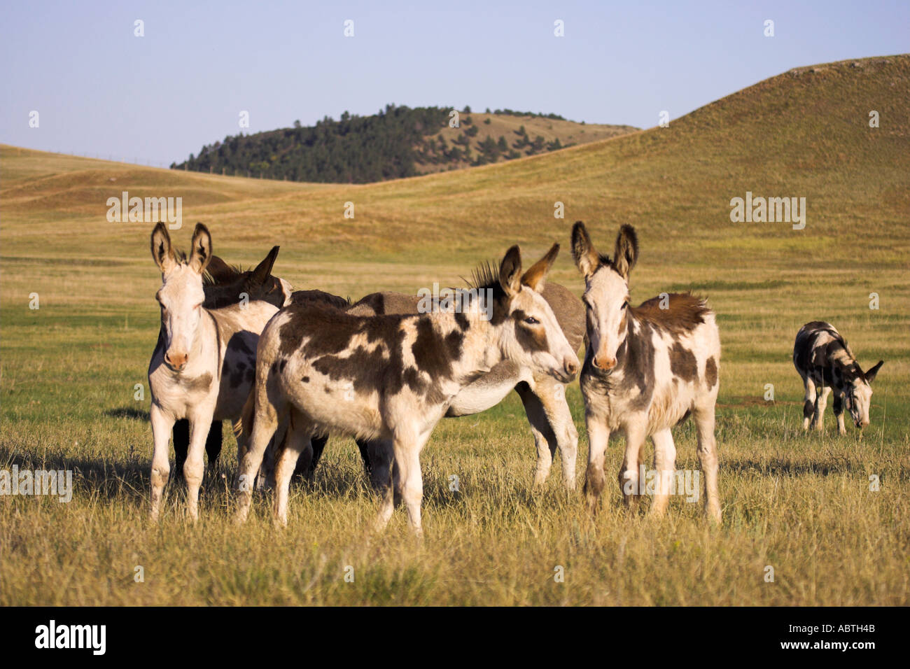 Feral burros hi-res stock photography and images - Alamy