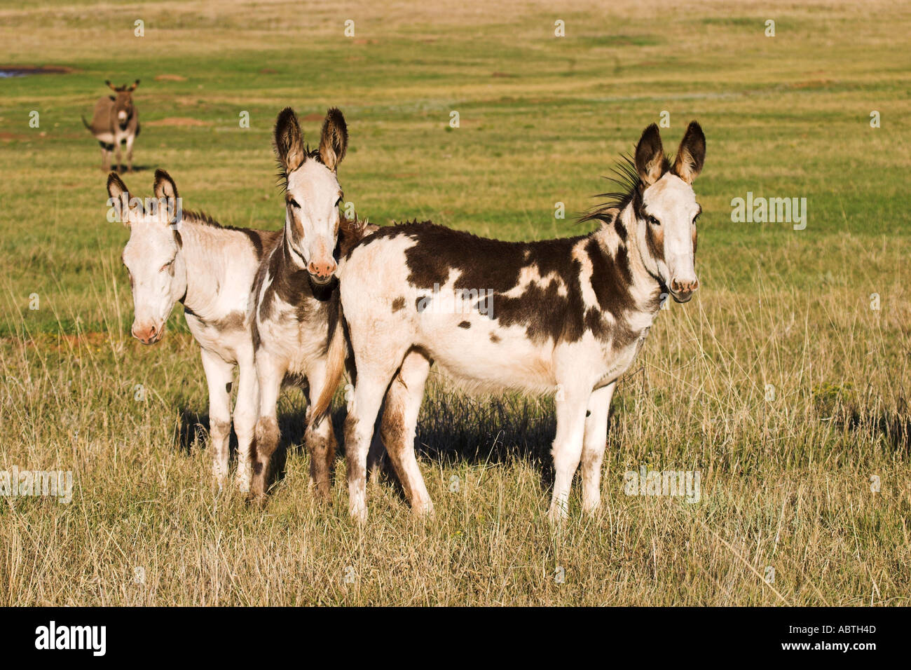 Feral burro hi-res stock photography and images - Alamy