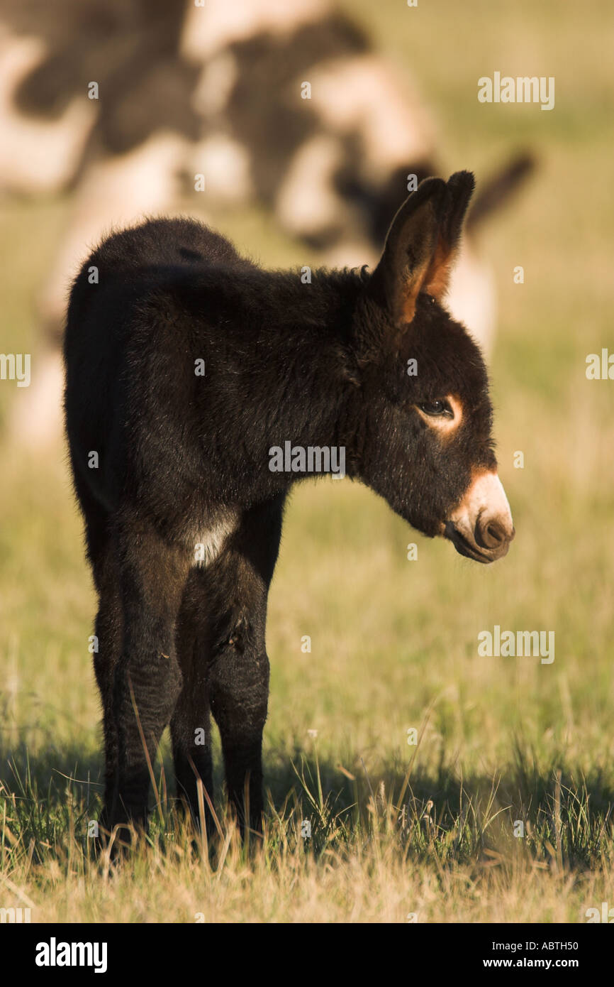 Feral Burros High Resolution Stock Photography and Images - Alamy