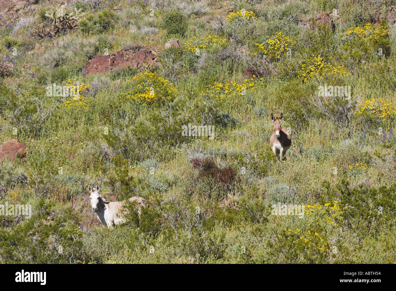 Feral burros hi-res stock photography and images - Alamy