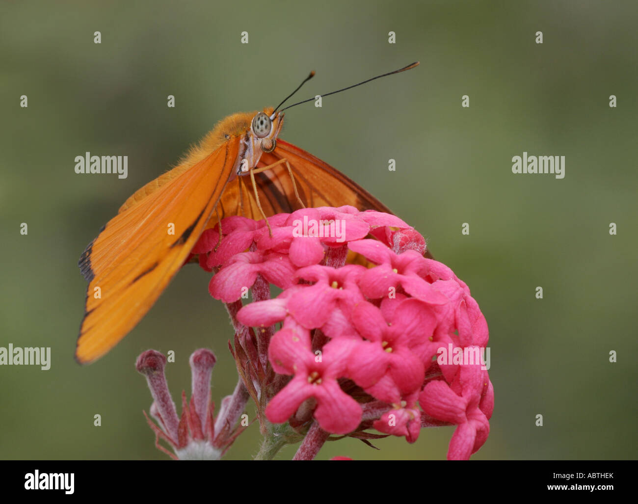 Wings folded down hi-res stock photography and images - Alamy