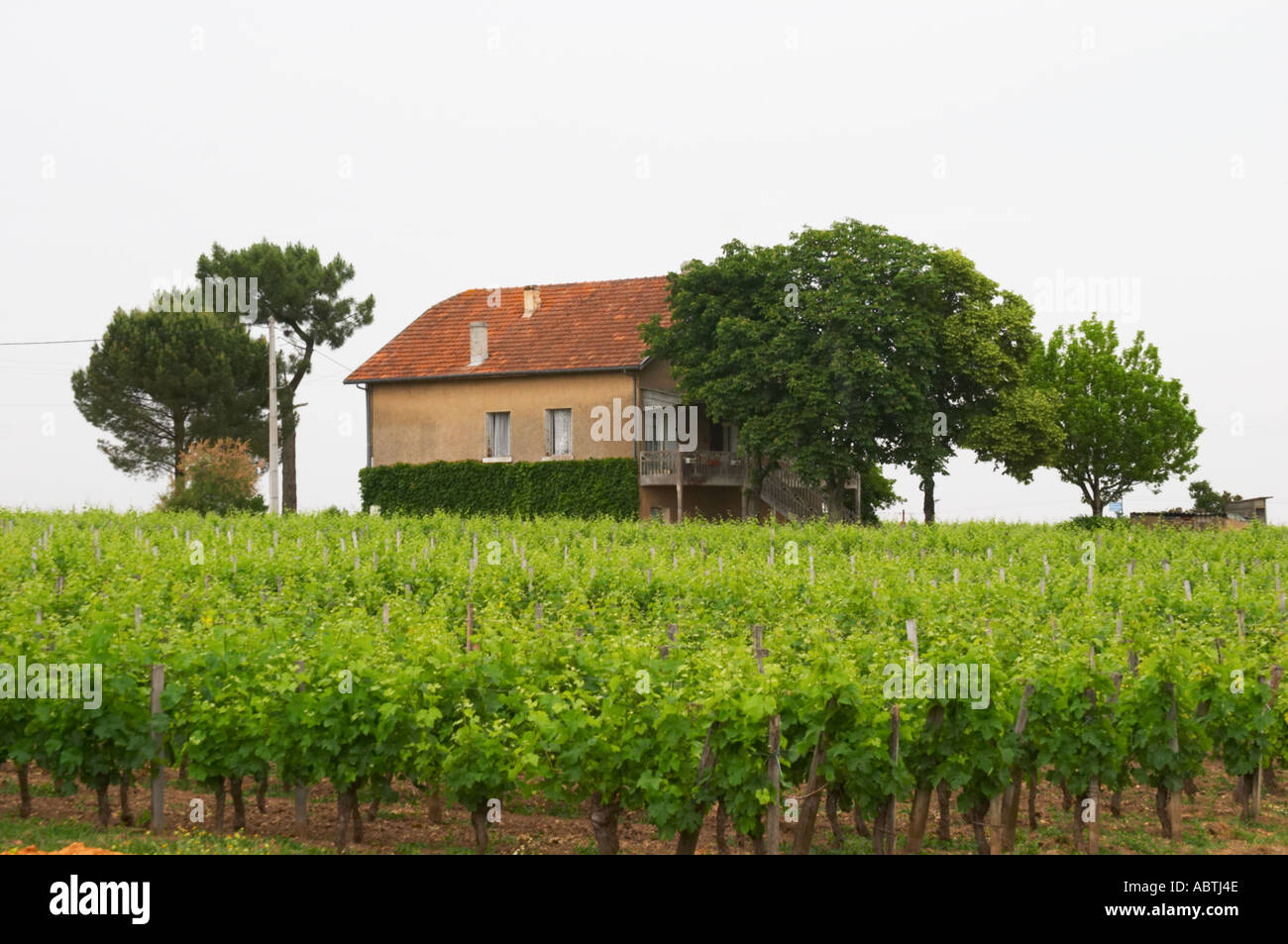 The famous and very expensive wine Chateau Le Pin comes from this ...