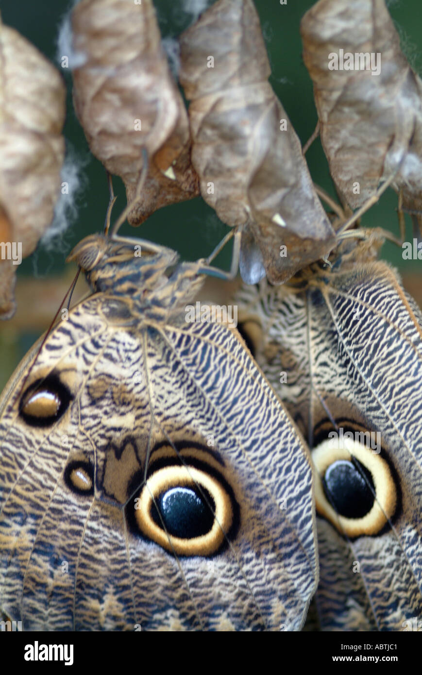 Fore wings hi-res stock photography and images - Alamy