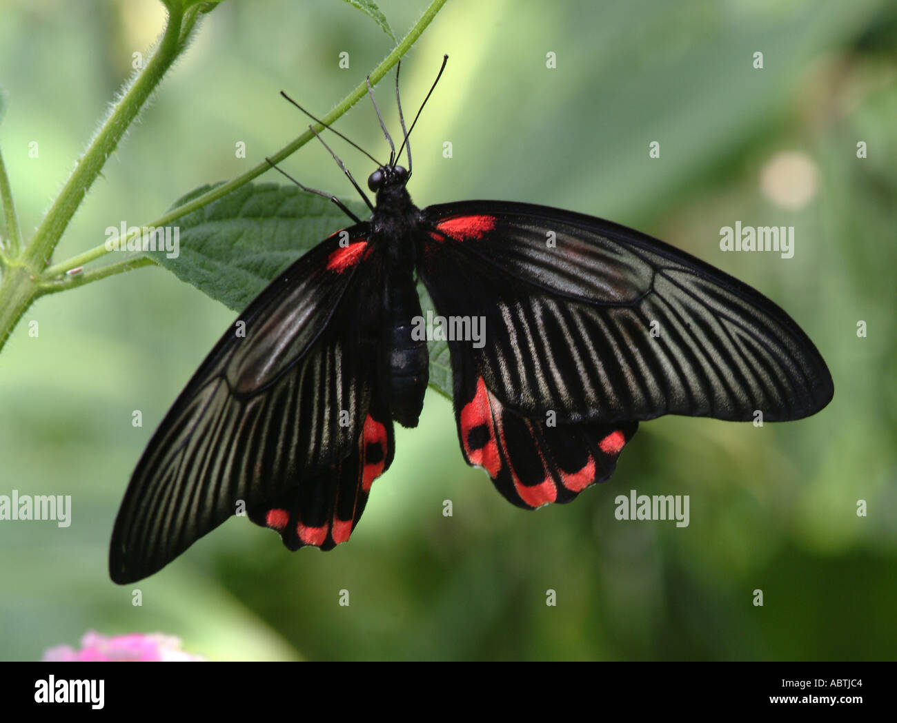 Scarlet Swallowtail Butterfly on Leaf at Buckfastleigh Butterfly ...