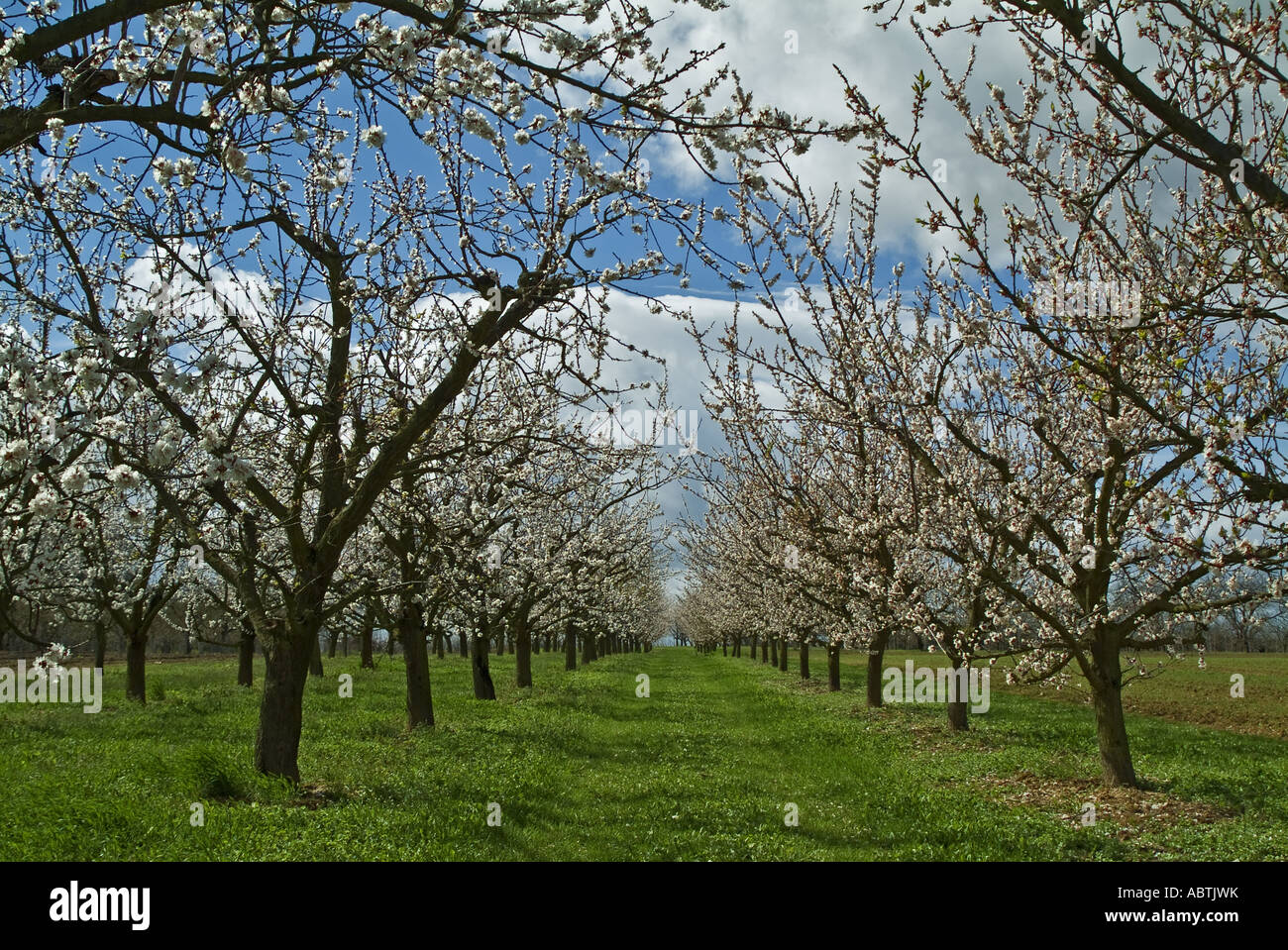 Flowering cherry trees in spring Stock Photo - Alamy