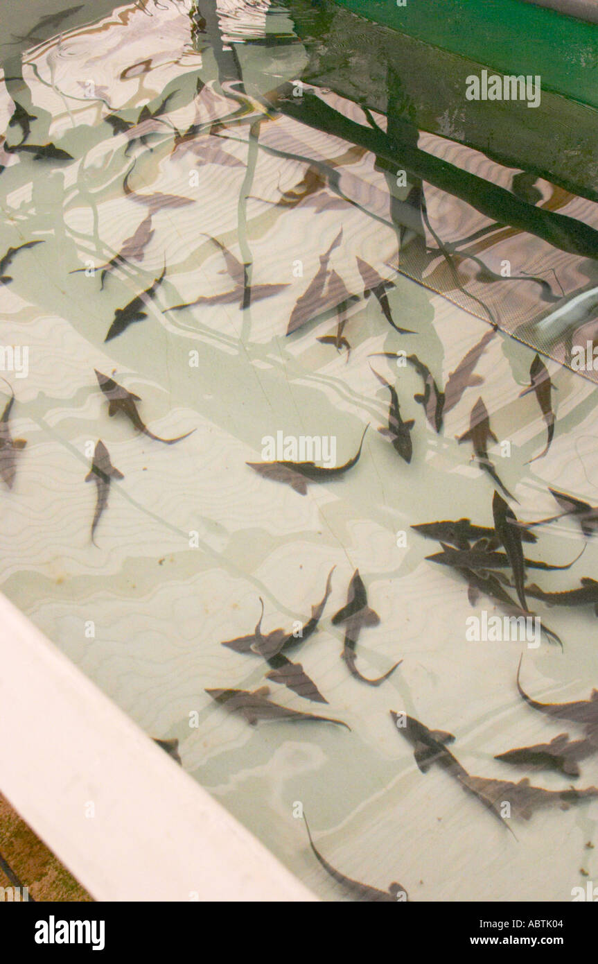 A fish farm nursery dam pond tank for breeding sturgeon with small ...