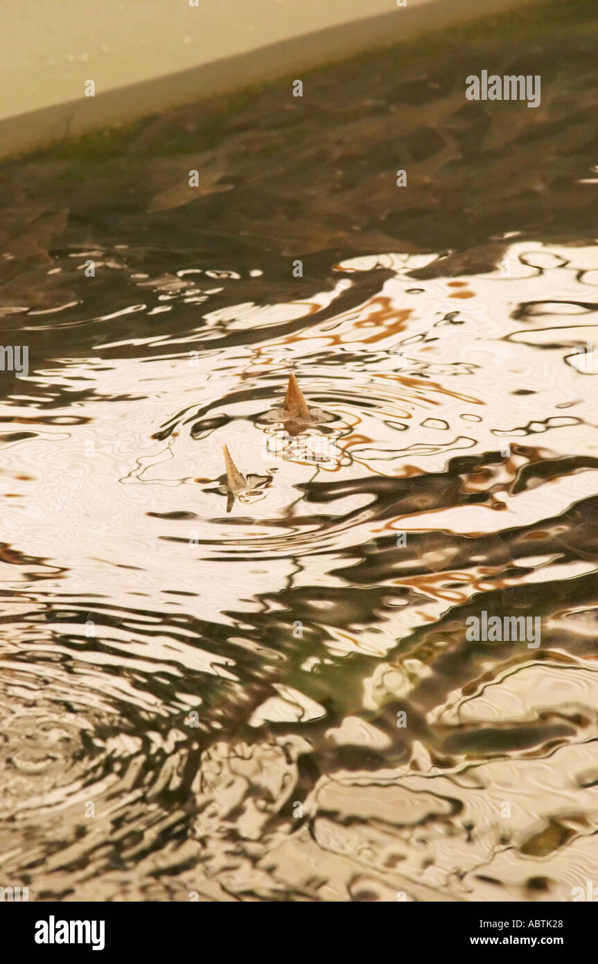 A fish farm nursery dam pond tank for breeding sturgeon with small ...