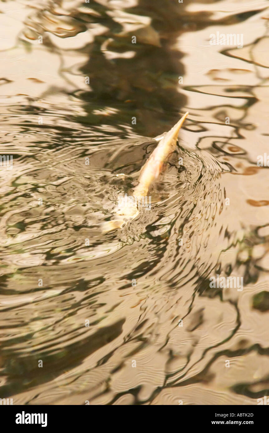A fish farm nursery dam pond tank for breeding sturgeon with small ...