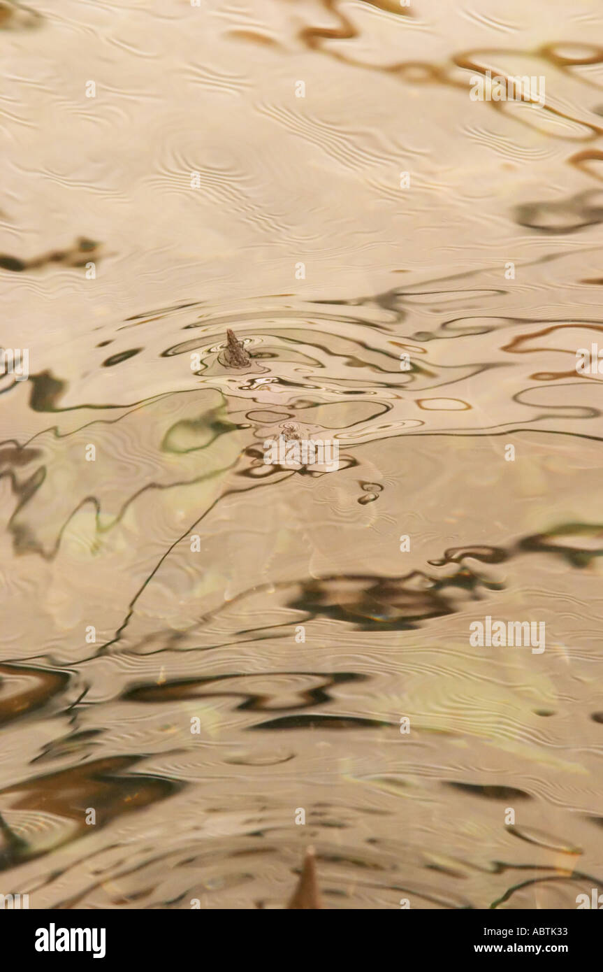 A fish farm nursery dam pond tank for breeding sturgeon with small ...