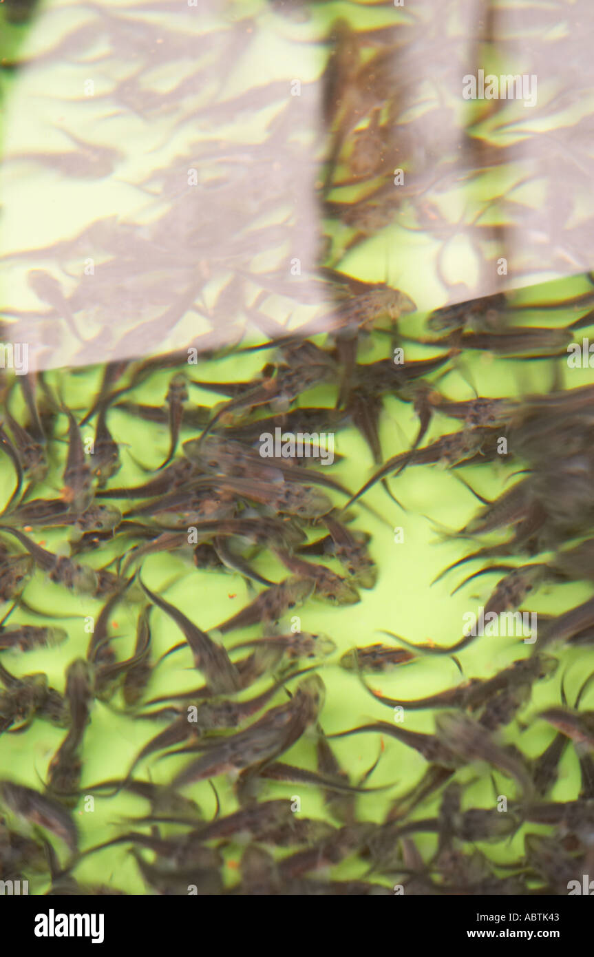 A fish farm nursery dam pond tank for breeding sturgeon with very small ...